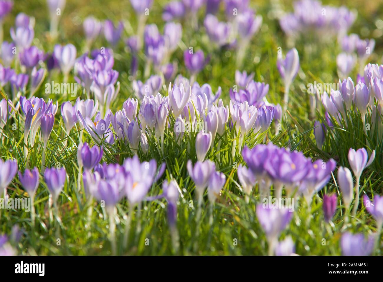 the crocus in spring - the busy bee finds the first food and pollinates ...