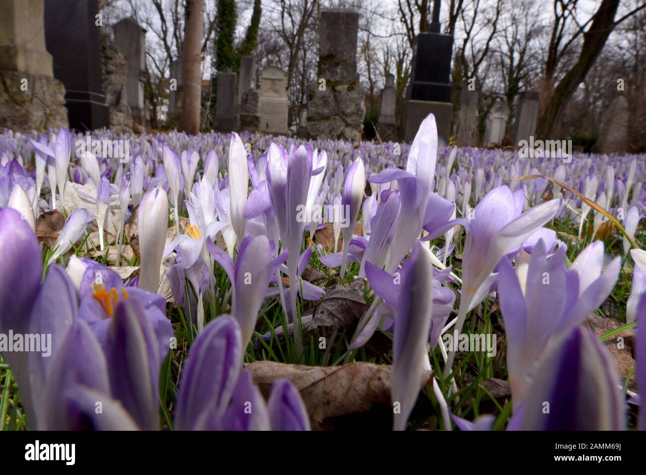 Blooming crocuses at the Old Southern Cemetery in the Isarvorstadt ...