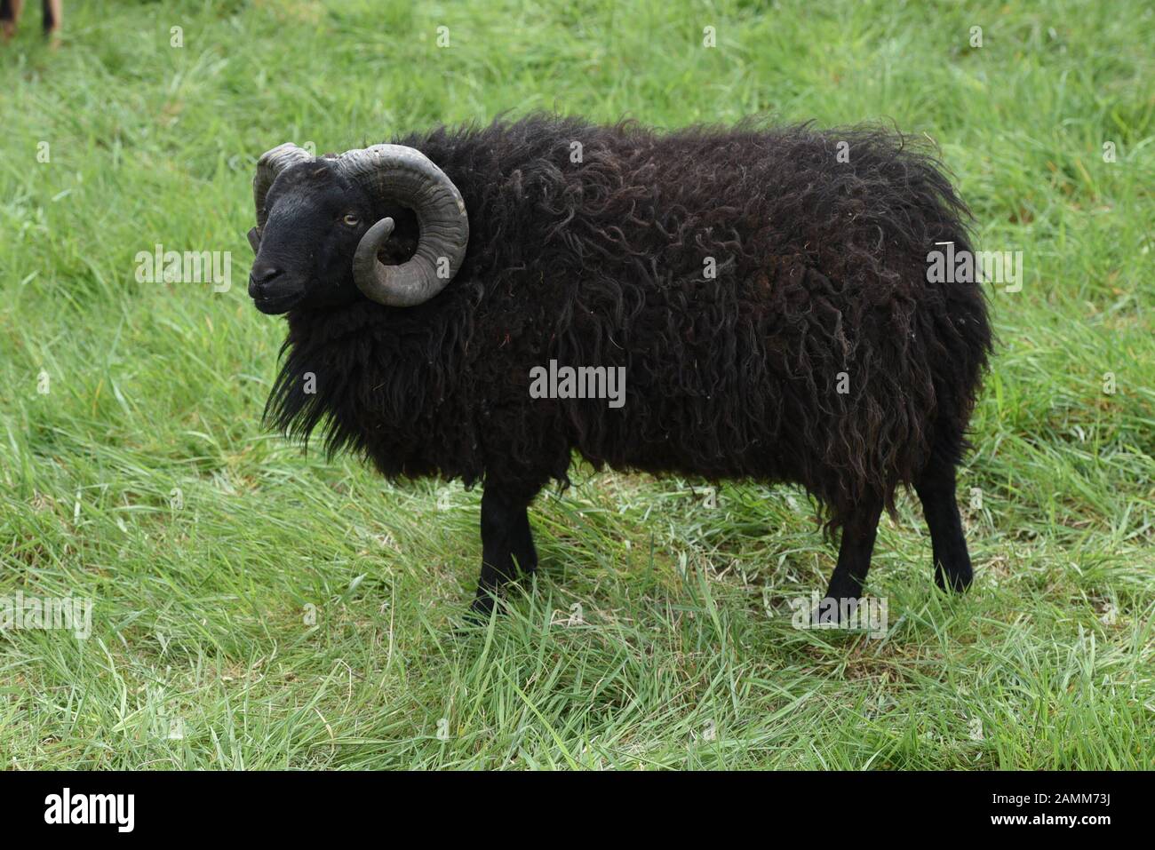 Black sheep in animal husbandry at Circus Kaiser in Pasing. [automated ...