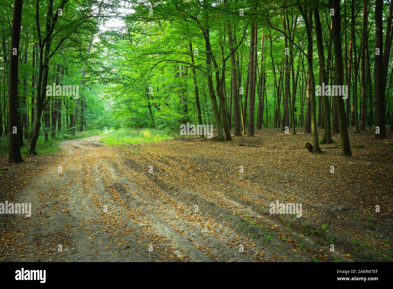Dry leaves on path hi-res stock photography and images - Alamy