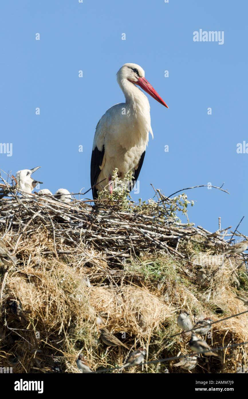 Inside bird nest hi-res stock photography and images - Alamy