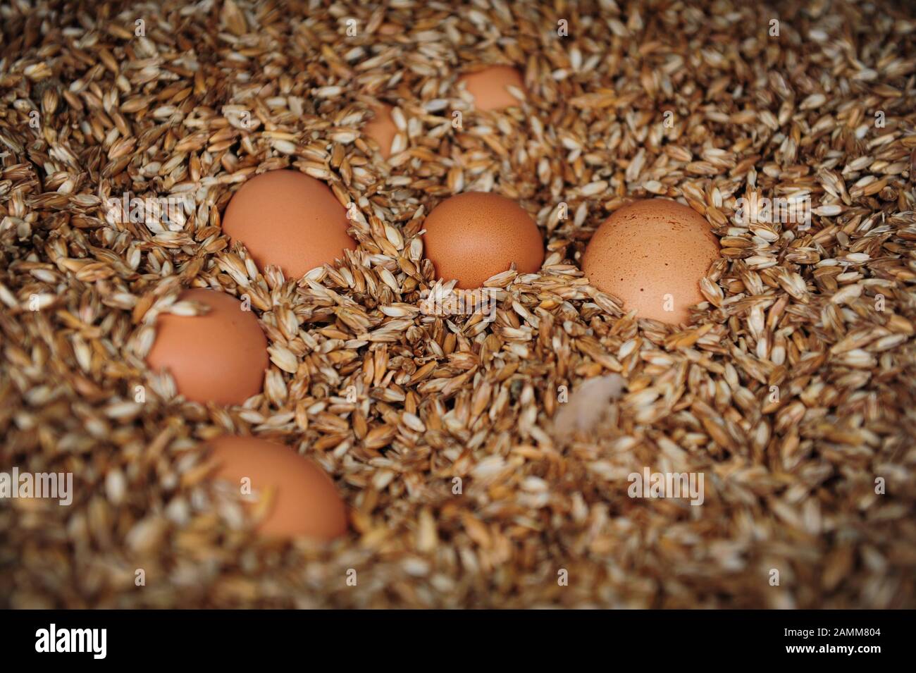 Free range farm germany hi-res stock photography and images - Alamy
