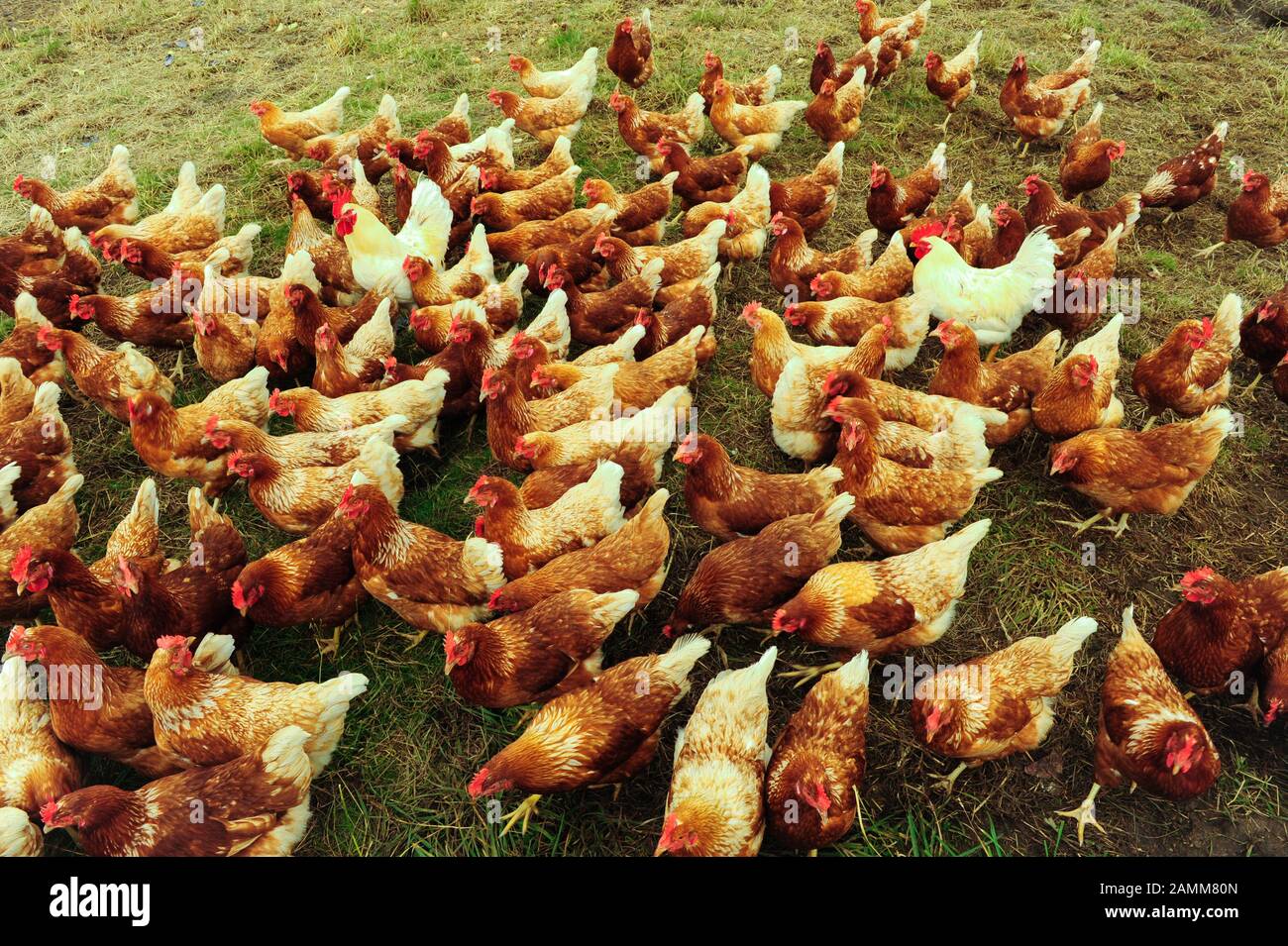 Freewheeling flock of chickens. [automated translation] Stock Photo - Alamy