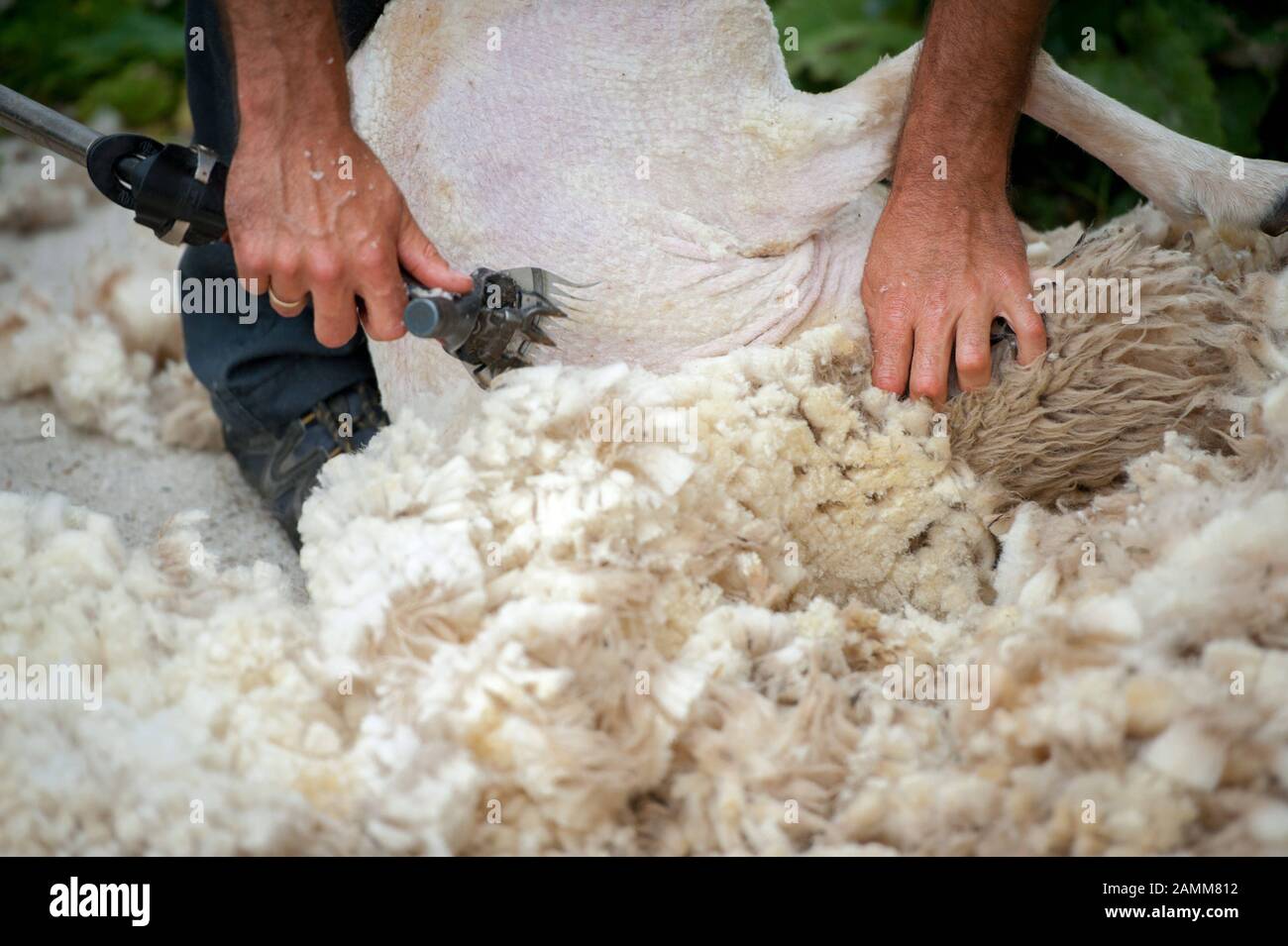 Sheep during shearing. [automated translation] Stock Photo - Alamy
