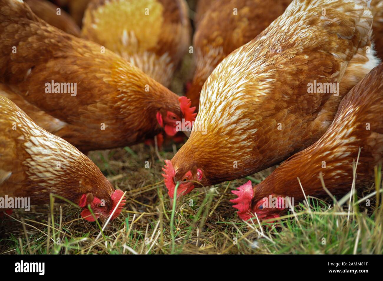 Free-range chickens. [automated translation] Stock Photo - Alamy