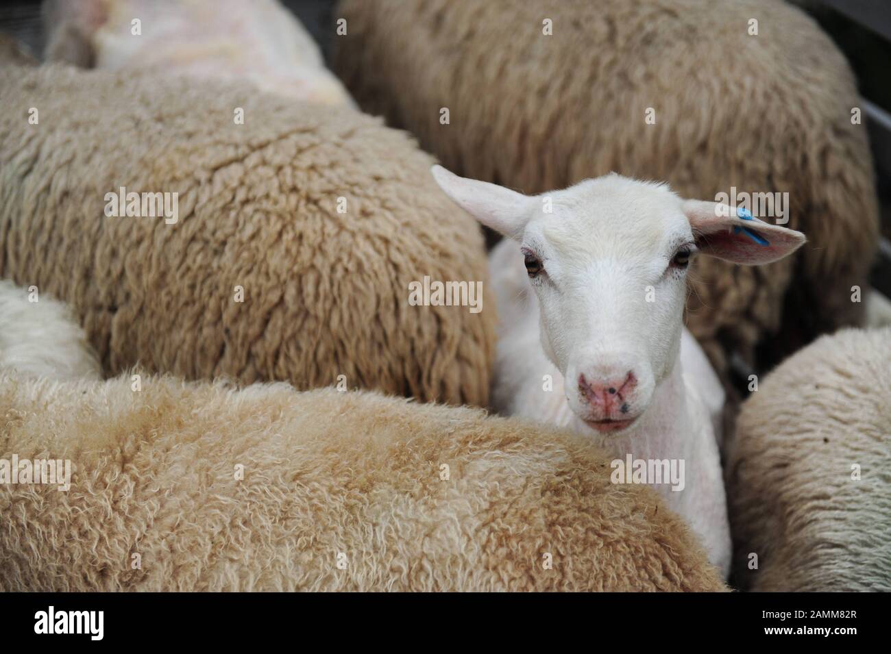 Sheep during shearing. [automated translation] Stock Photo - Alamy