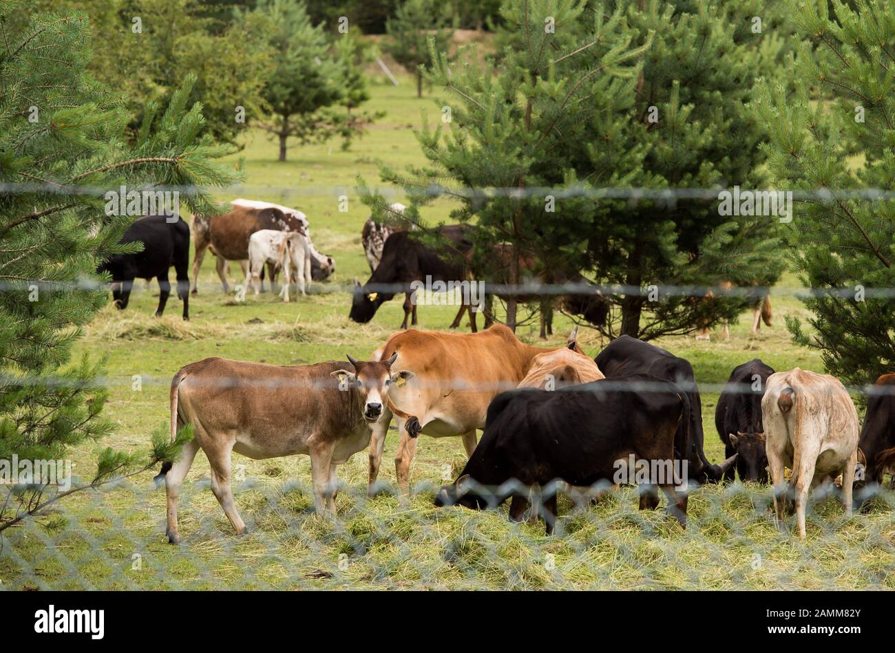 Zebu herd on a pasture near the shooting range in Hochbrück. [automated ...