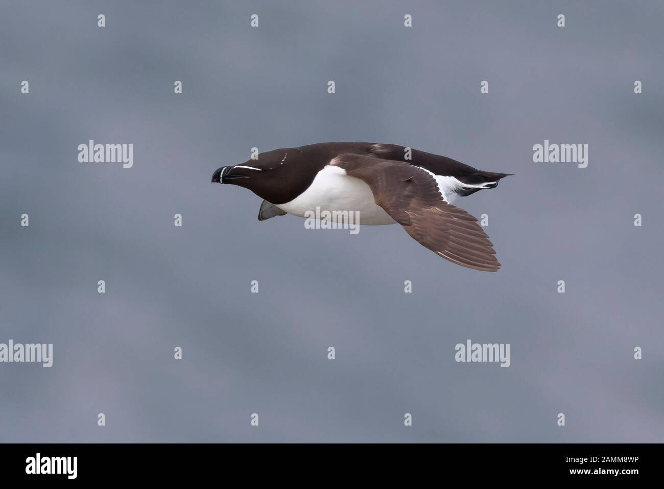Razorbill In Flight High Resolution Stock Photography and Images - Alamy