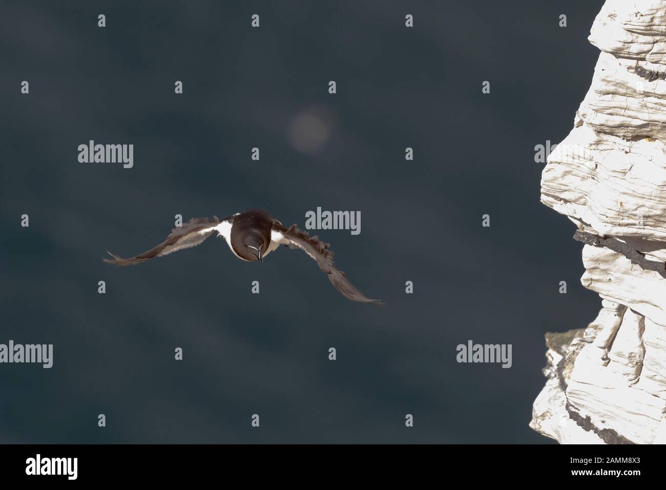 Front view close up, wild UK razorbill seabird (Alca torda) isolated in ...