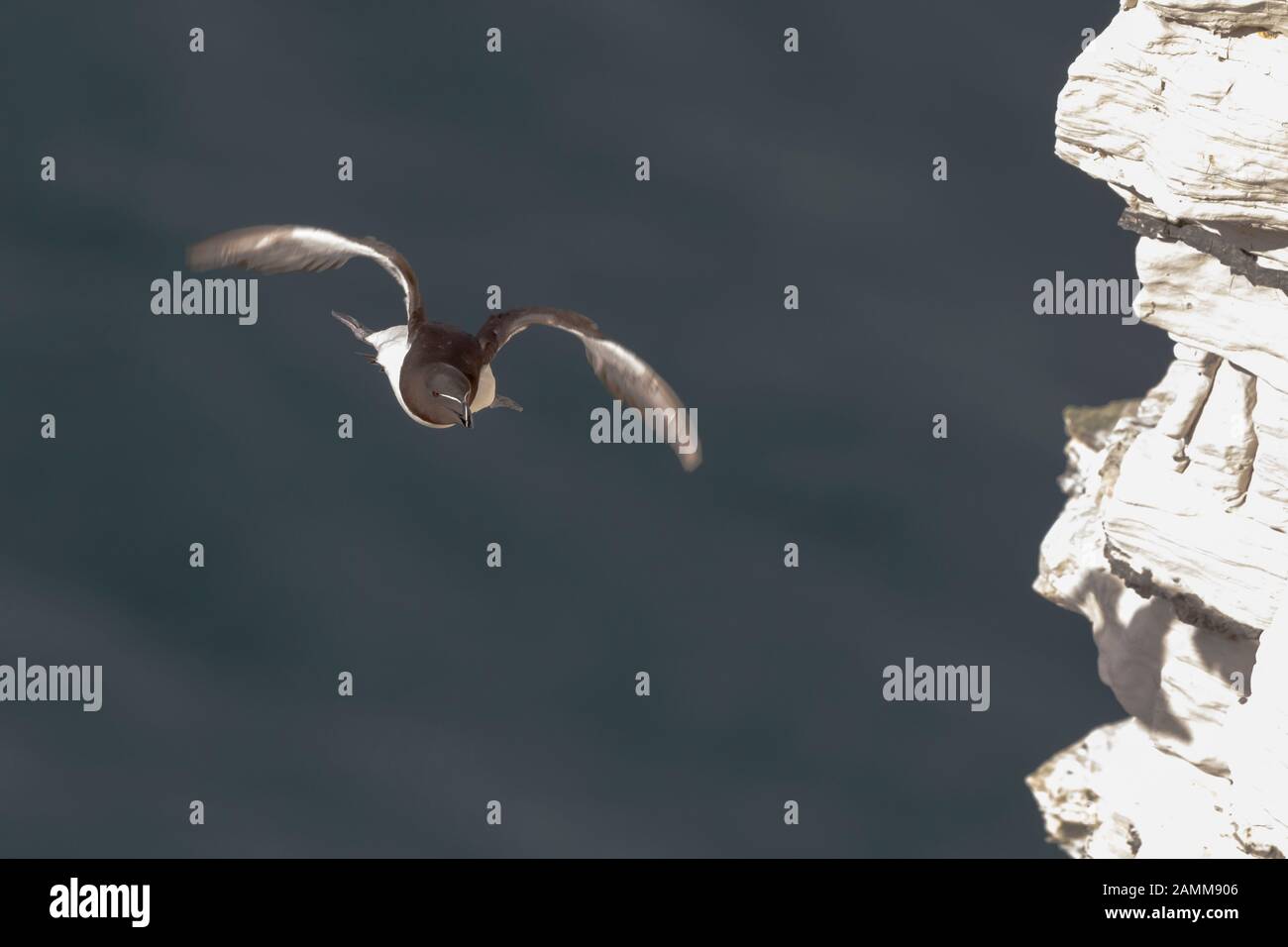 Front view close up, wild UK razorbill seabird (Alca torda) isolated in ...