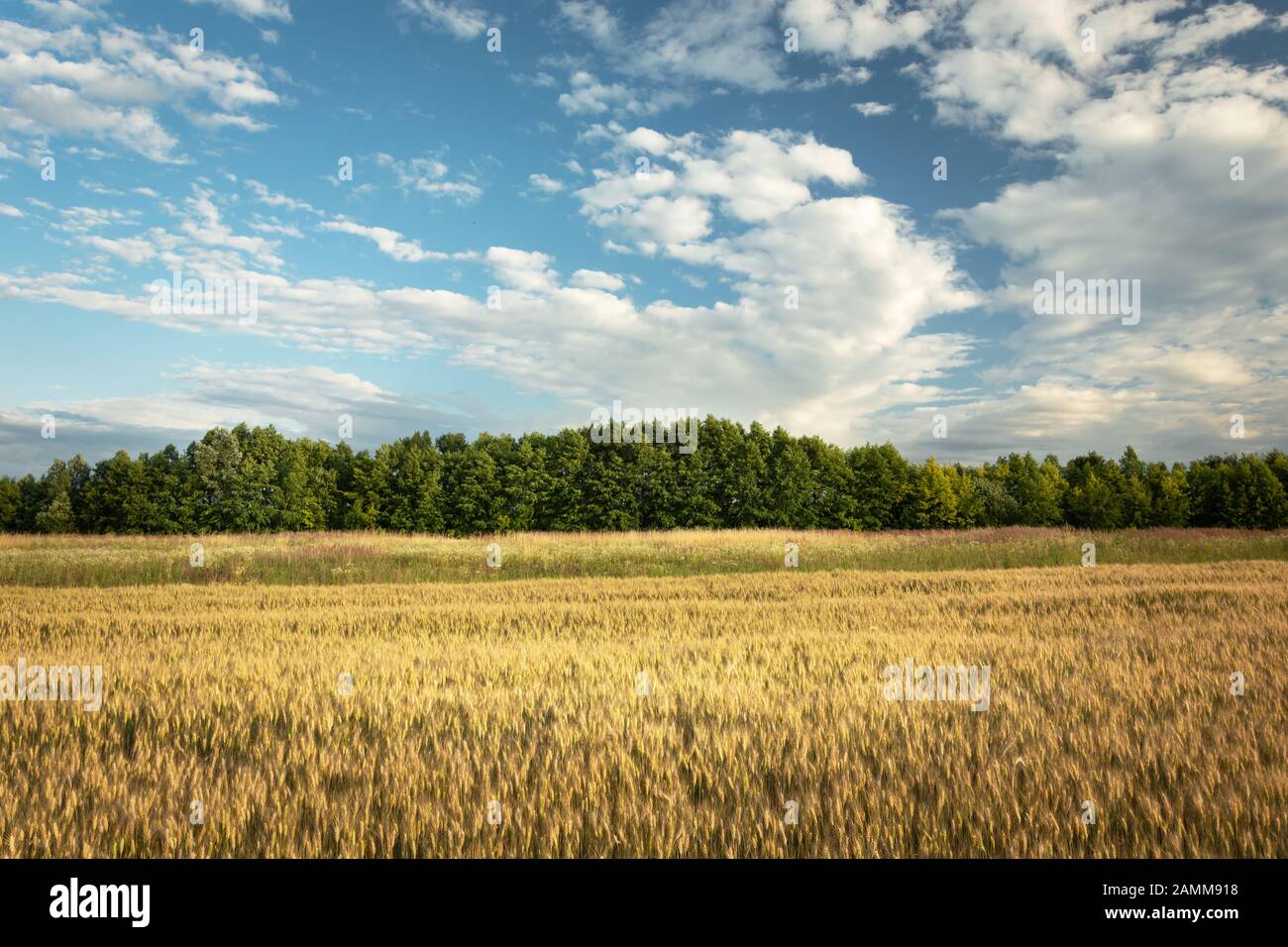 Golden yellow field hi-res stock photography and images - Alamy