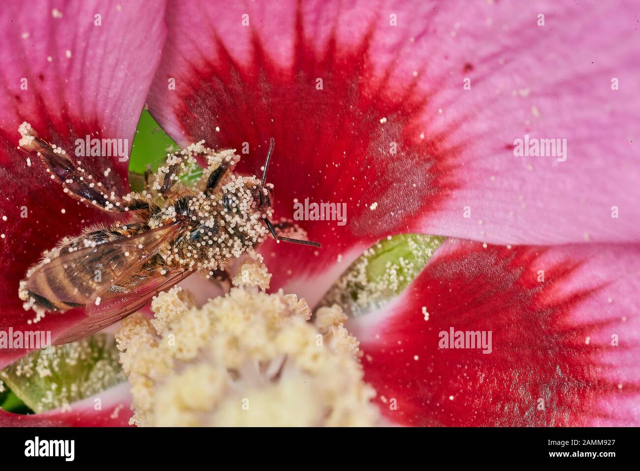 Bee in a mallow blossom. The sticky partial fruits of the mallow stick ...