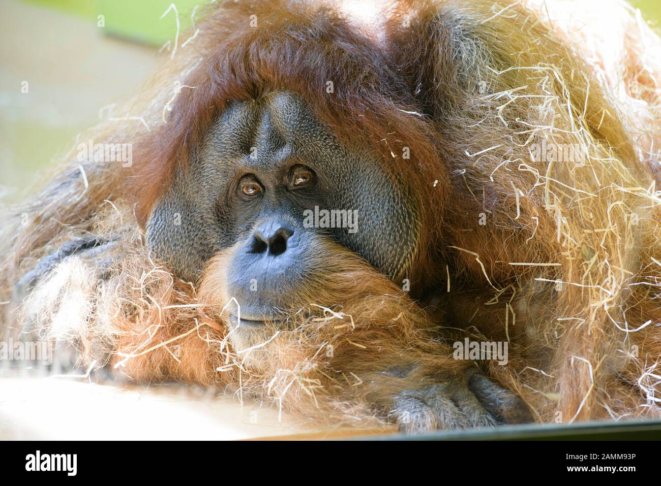 An orangutan at the Hellabrunn Zoo in Munich One of six orangutans at ...