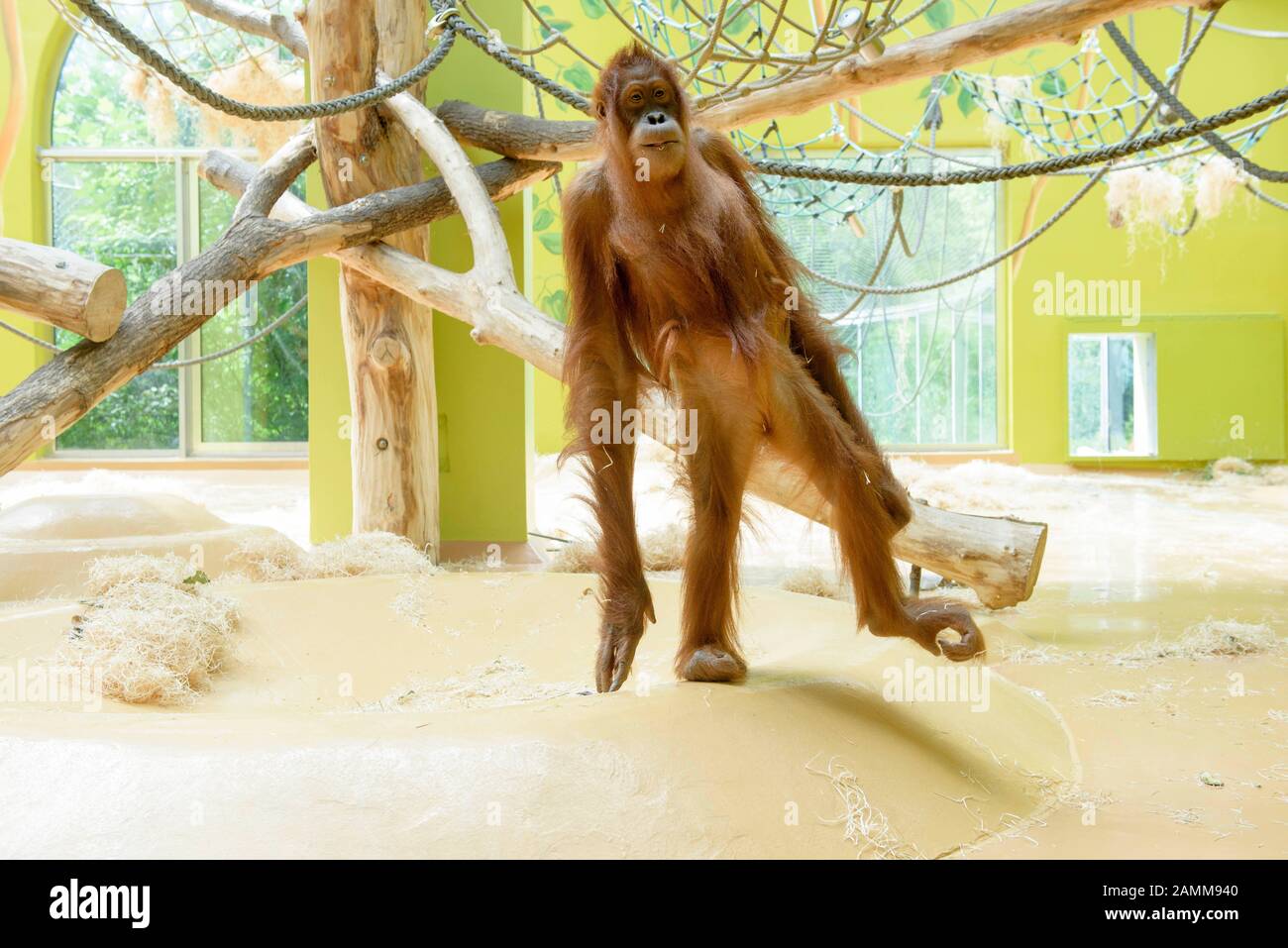 An orangutan at the Hellabrunn Zoo in Munich One of six orangutans at ...
