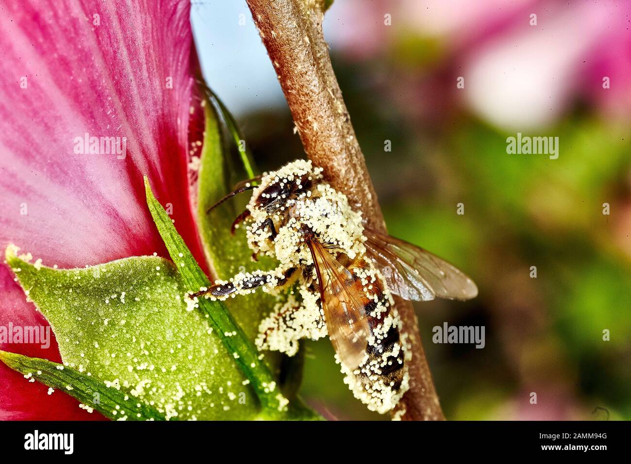 Bee in a mallow blossom. The sticky partial fruits of the mallow stick ...