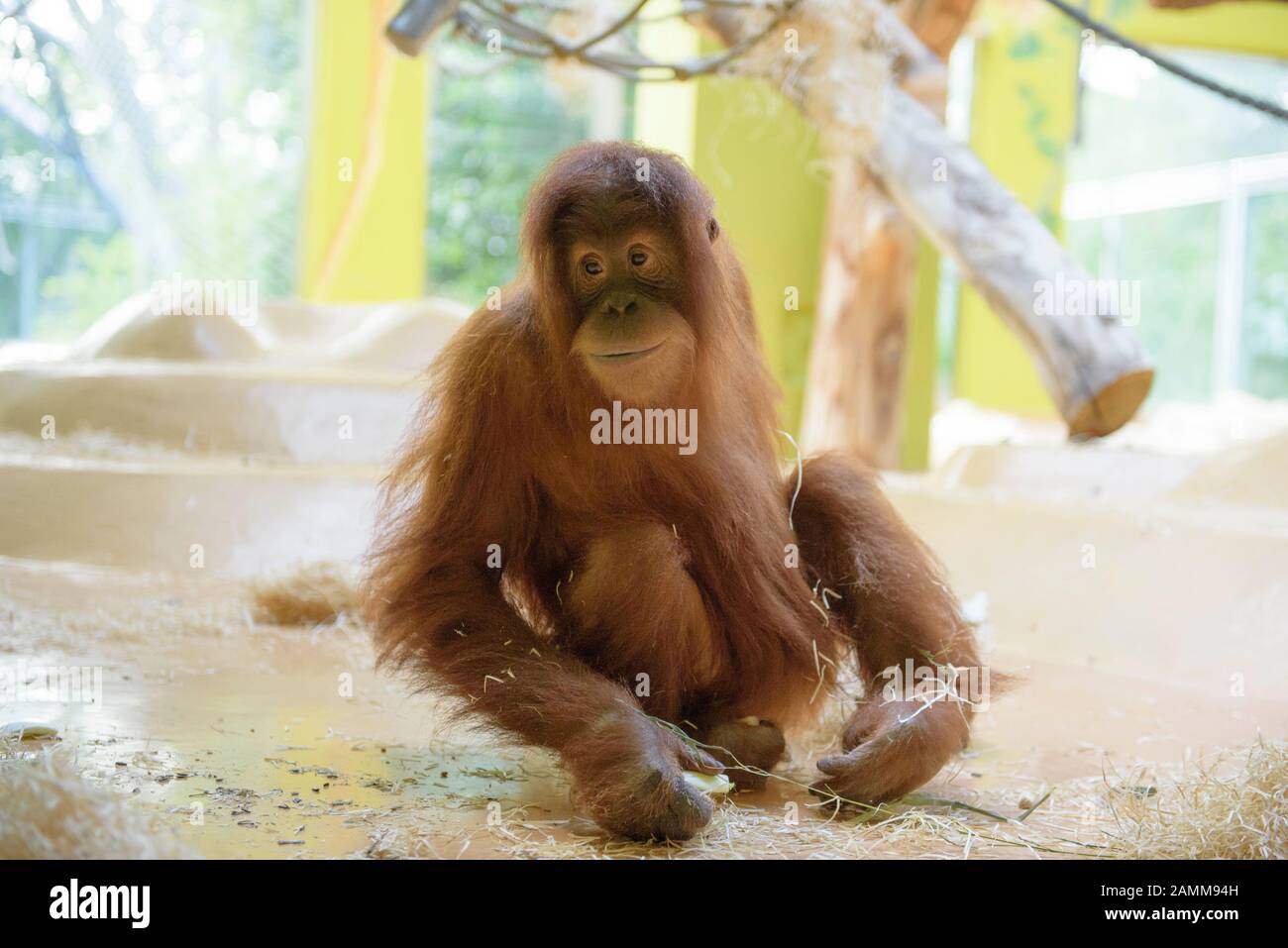 An orangutan at the Hellabrunn Zoo in Munich One of six orangutans at ...