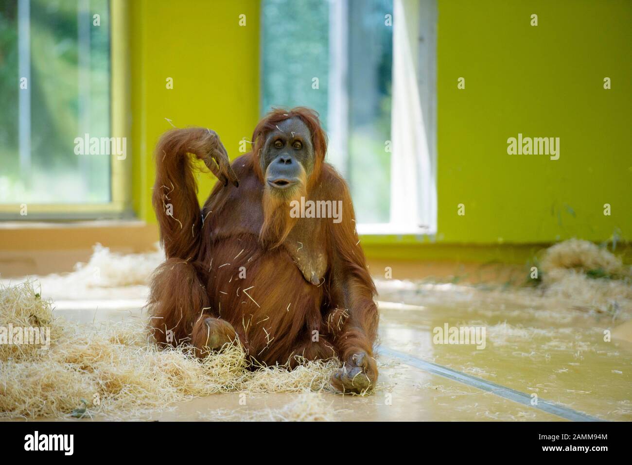 An orangutan at the Hellabrunn Zoo in Munich One of six orangutans at ...