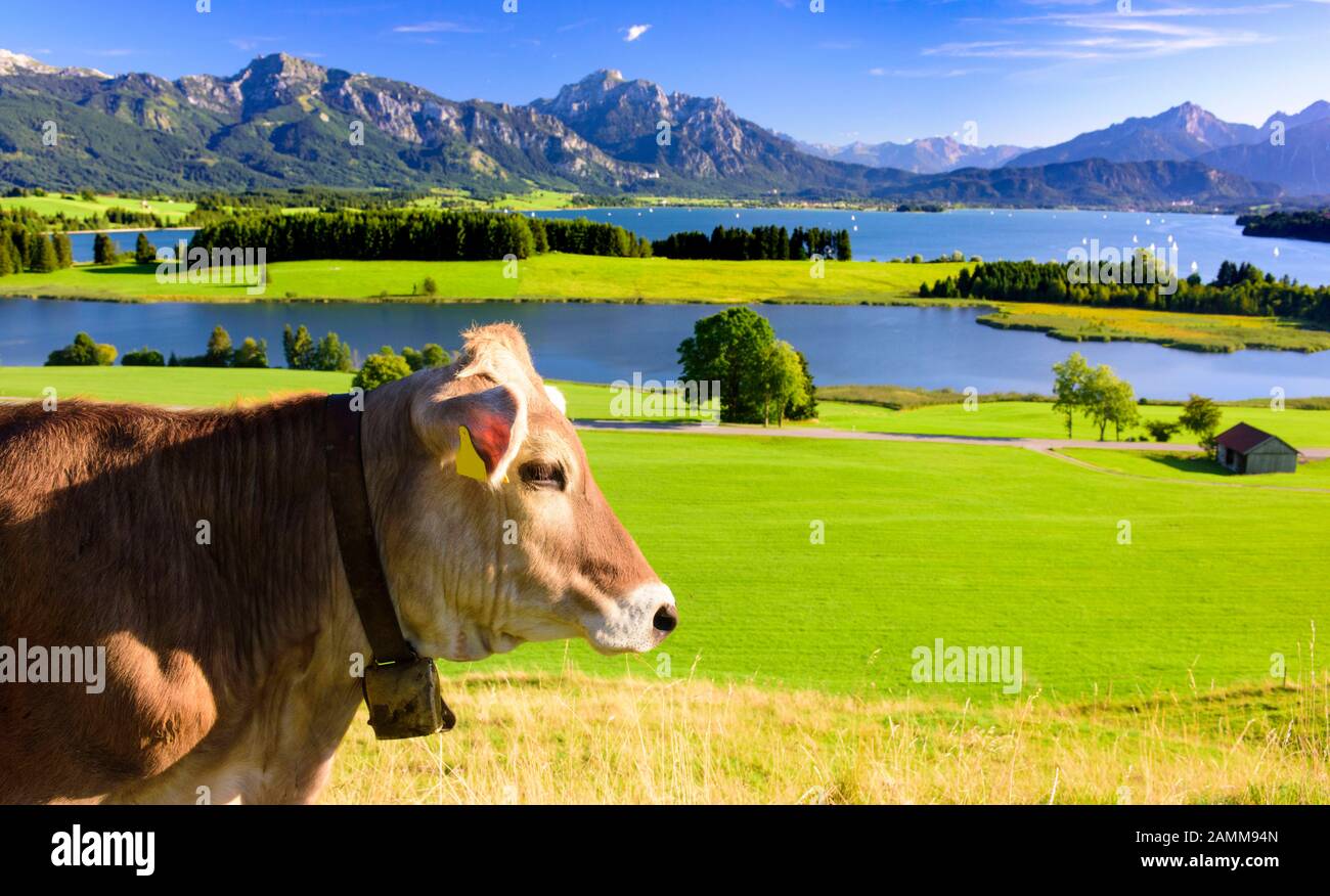 Cows on a pasture at the Forggensee in Allgäu, in the background the ...