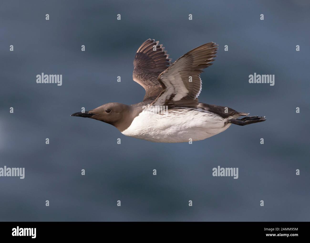 Flying Guillemot Over Water High Resolution Stock Photography and ...