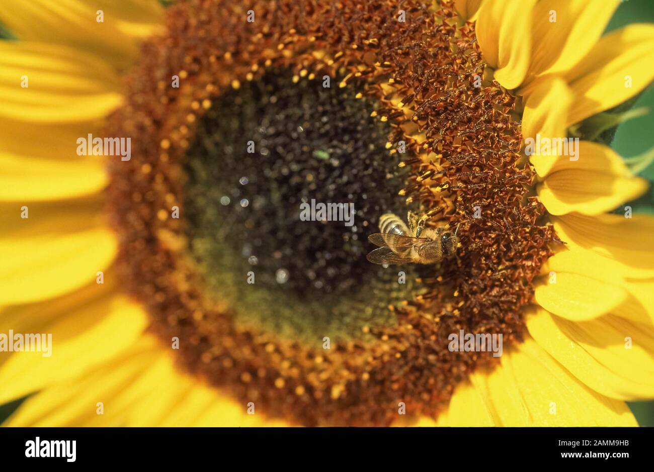 the sunflower is pollinated by a bee, plant and animal life [automated ...