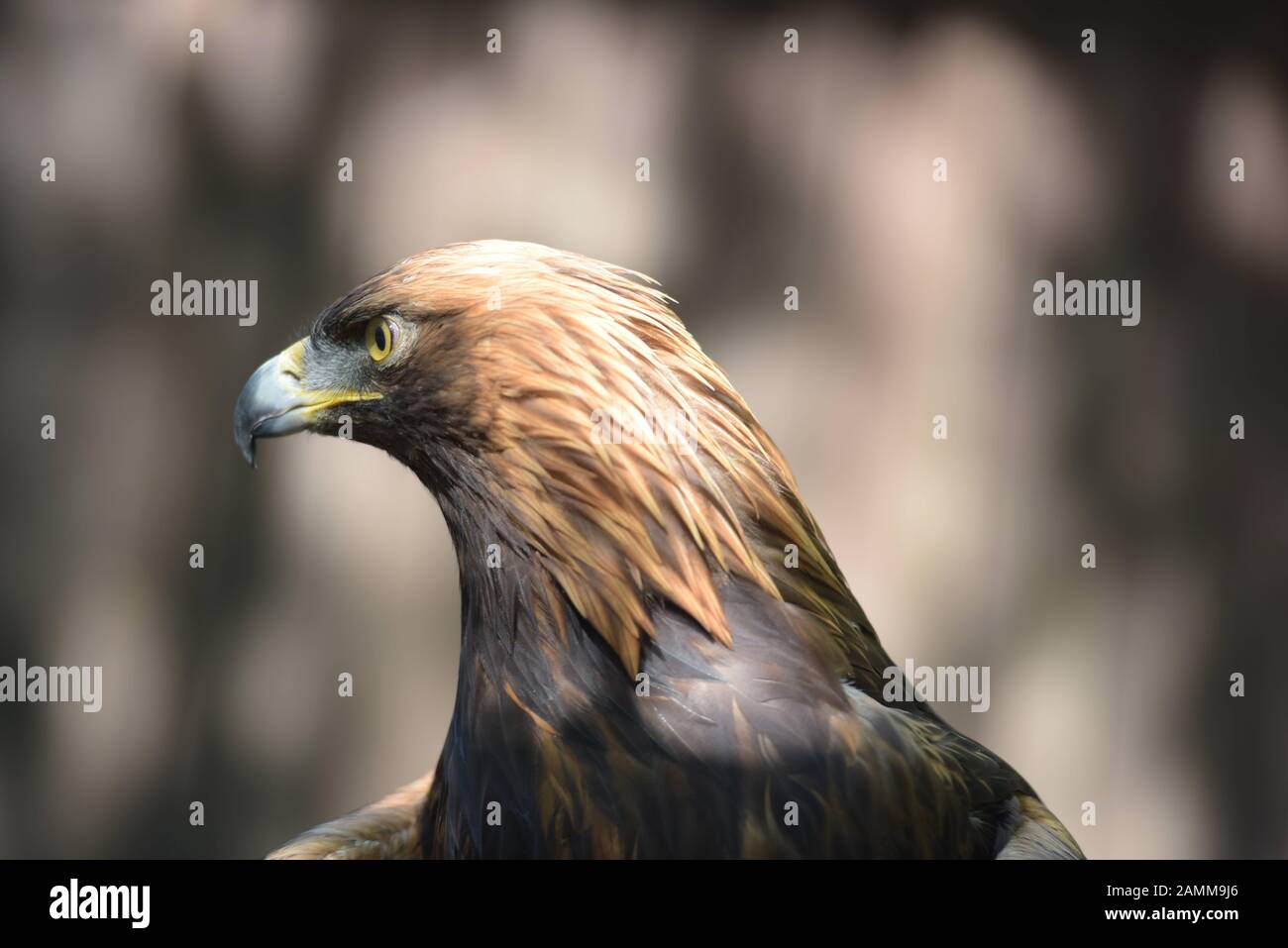 Golden eagle "Adonis" sits on the glove of an animal keeper during the ...