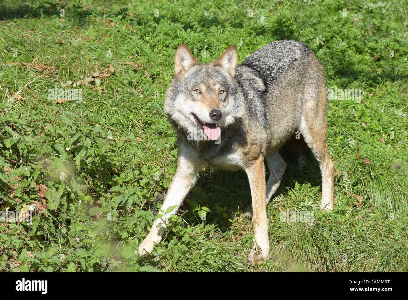 Wolf in the Munich zoo Hellabrunn. [automated translation] Stock Photo ...