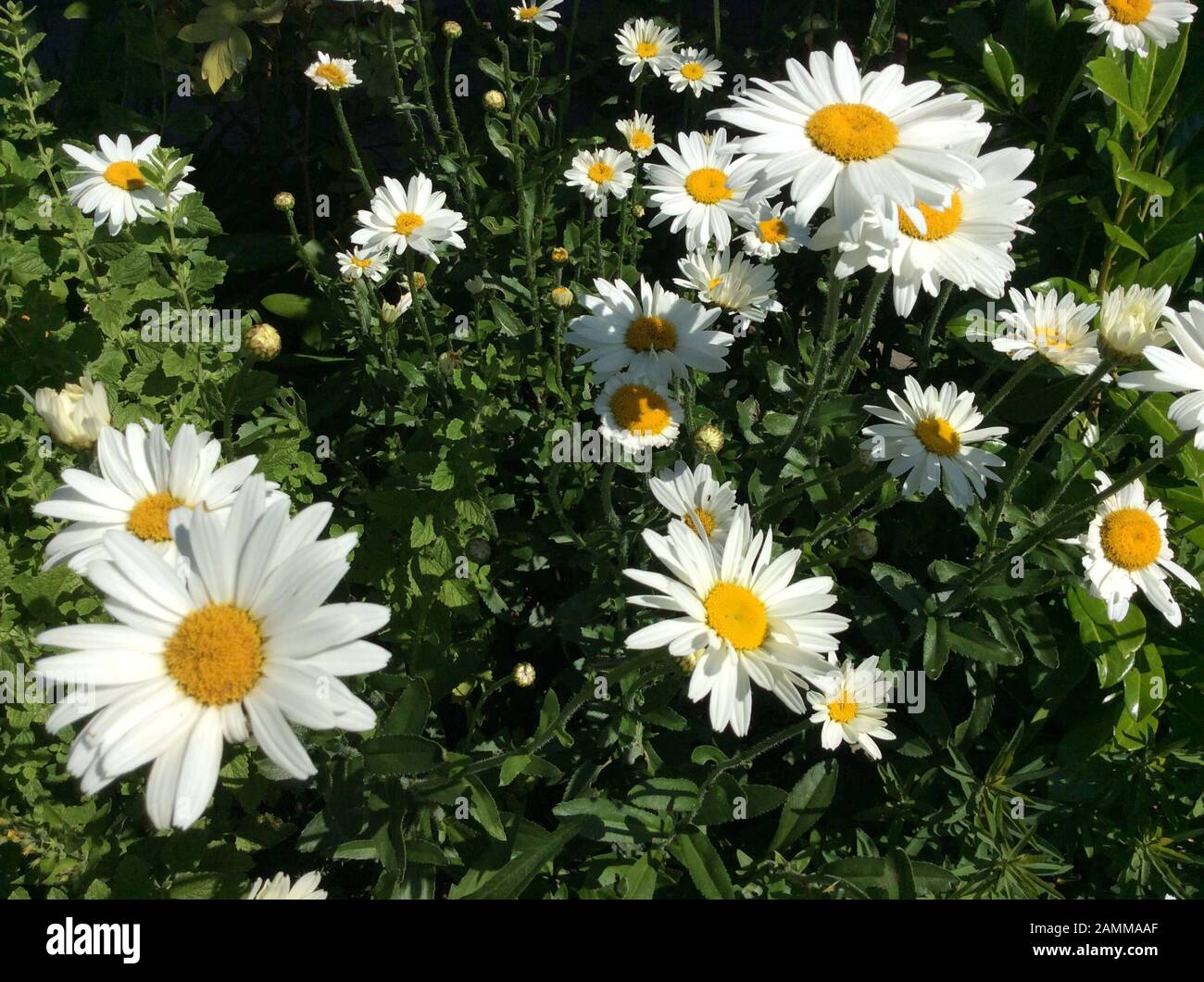 Germany National Flower High Resolution Stock Photography and Images ...
