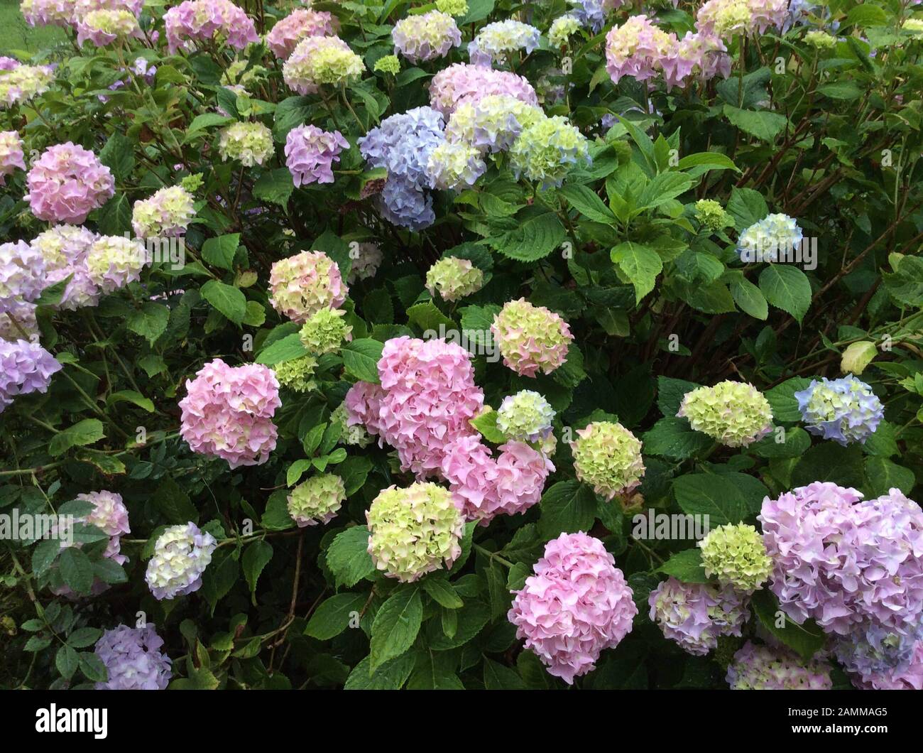 dense and differently flowering hydrangeas in farmer's garden in ...