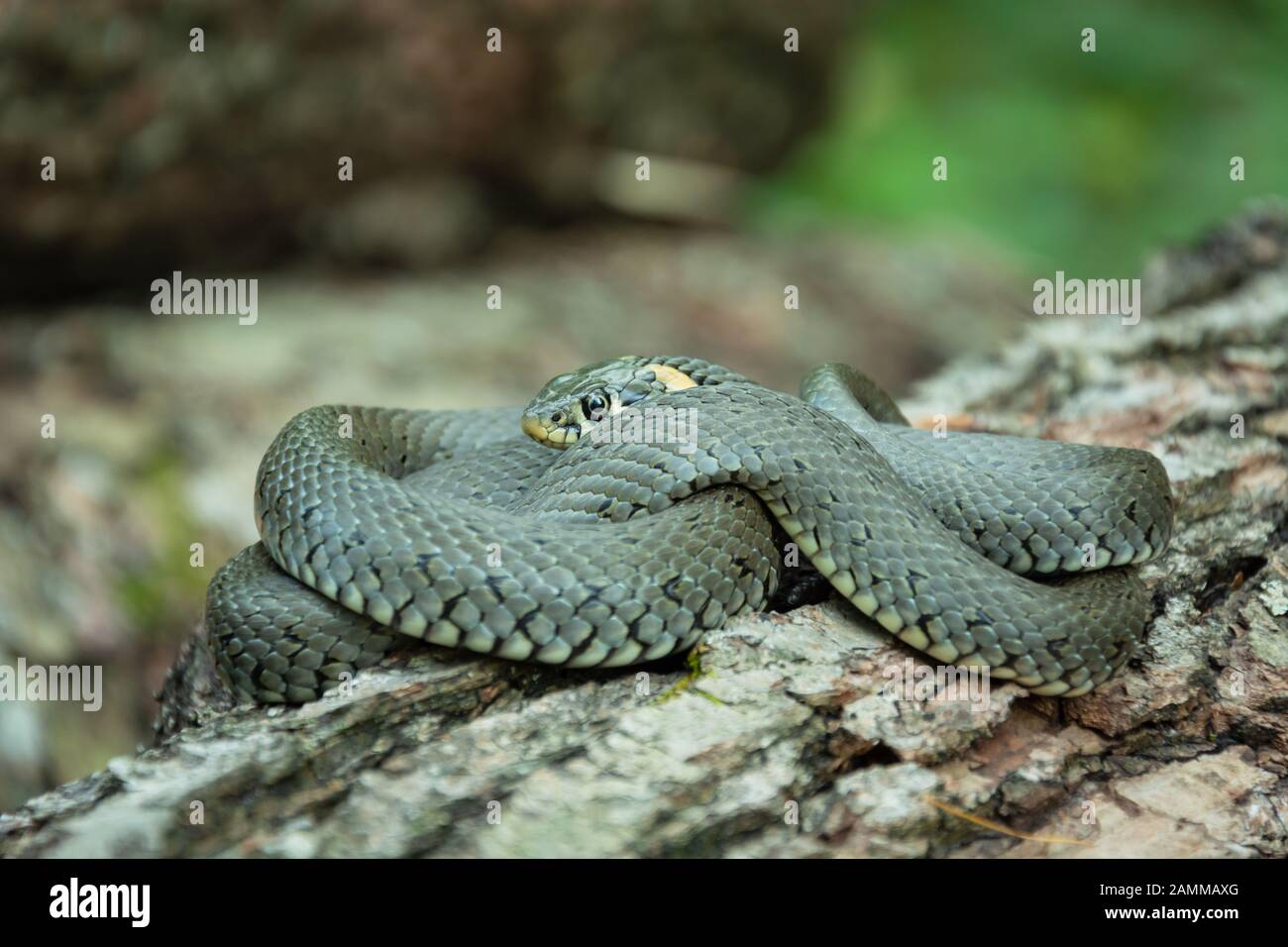 Snake curled up hi-res stock photography and images - Alamy