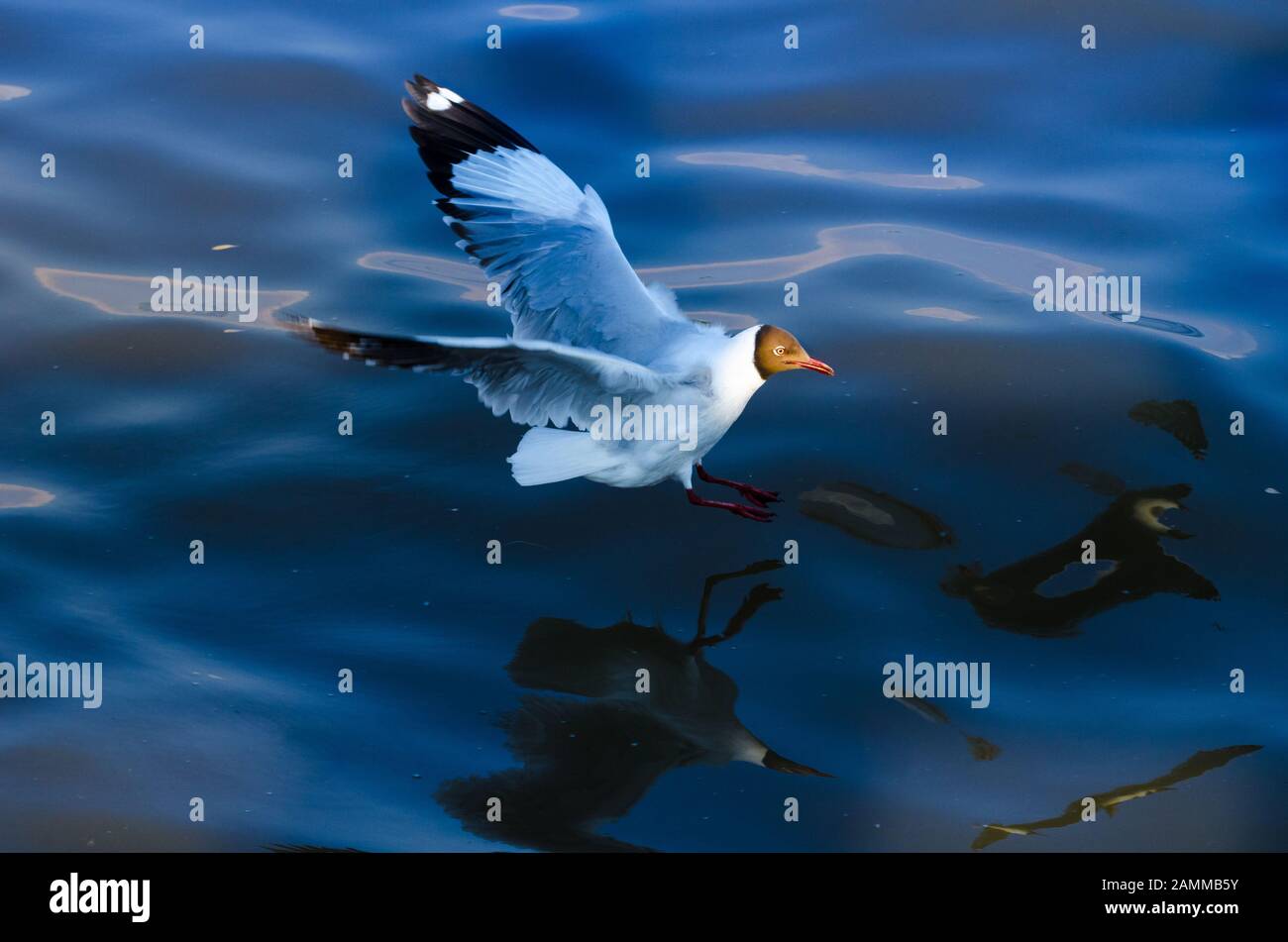 Sea sweep hi-res stock photography and images - Alamy