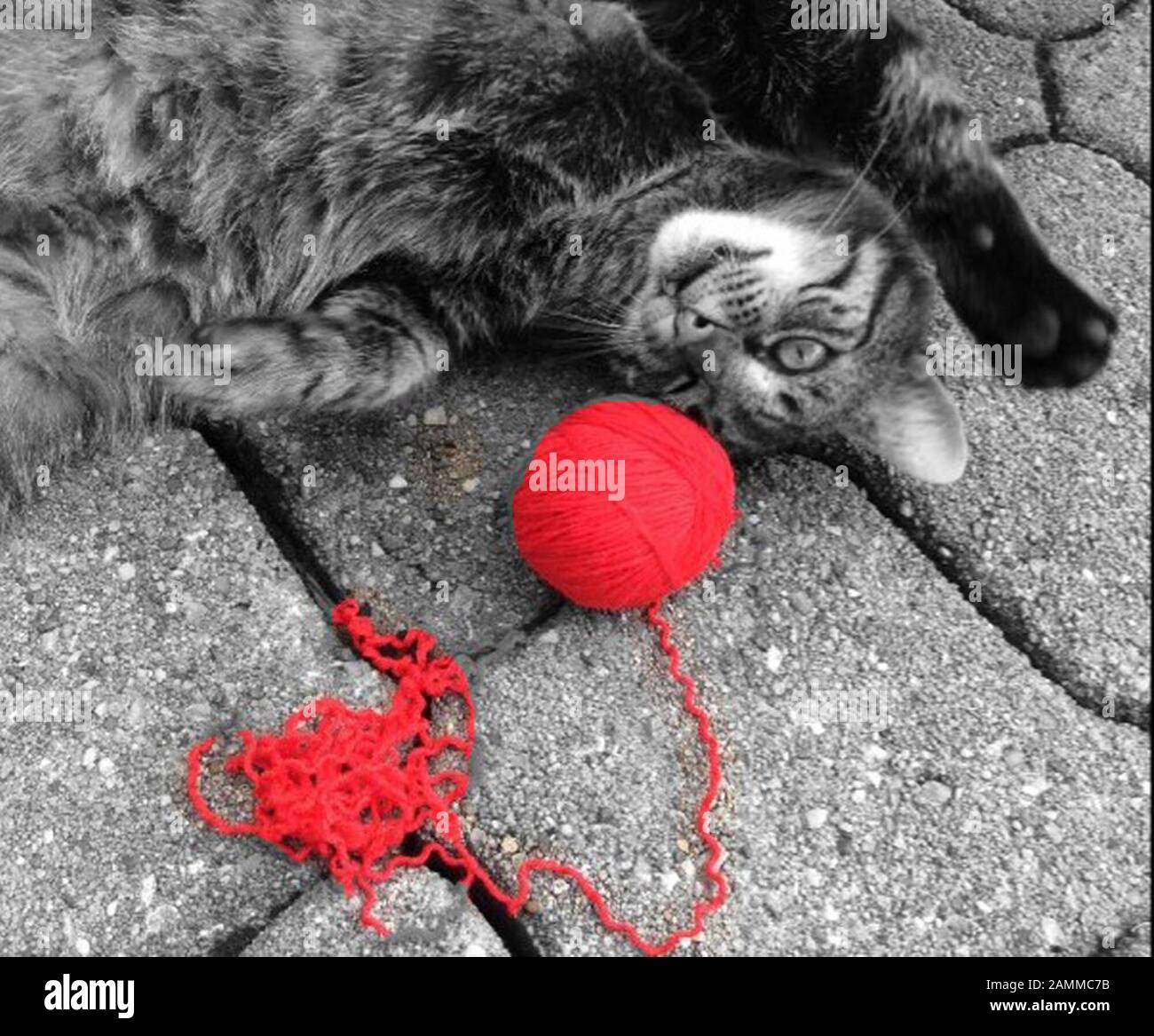 Black and white picture of a domestic cat playing with a red woolly ...