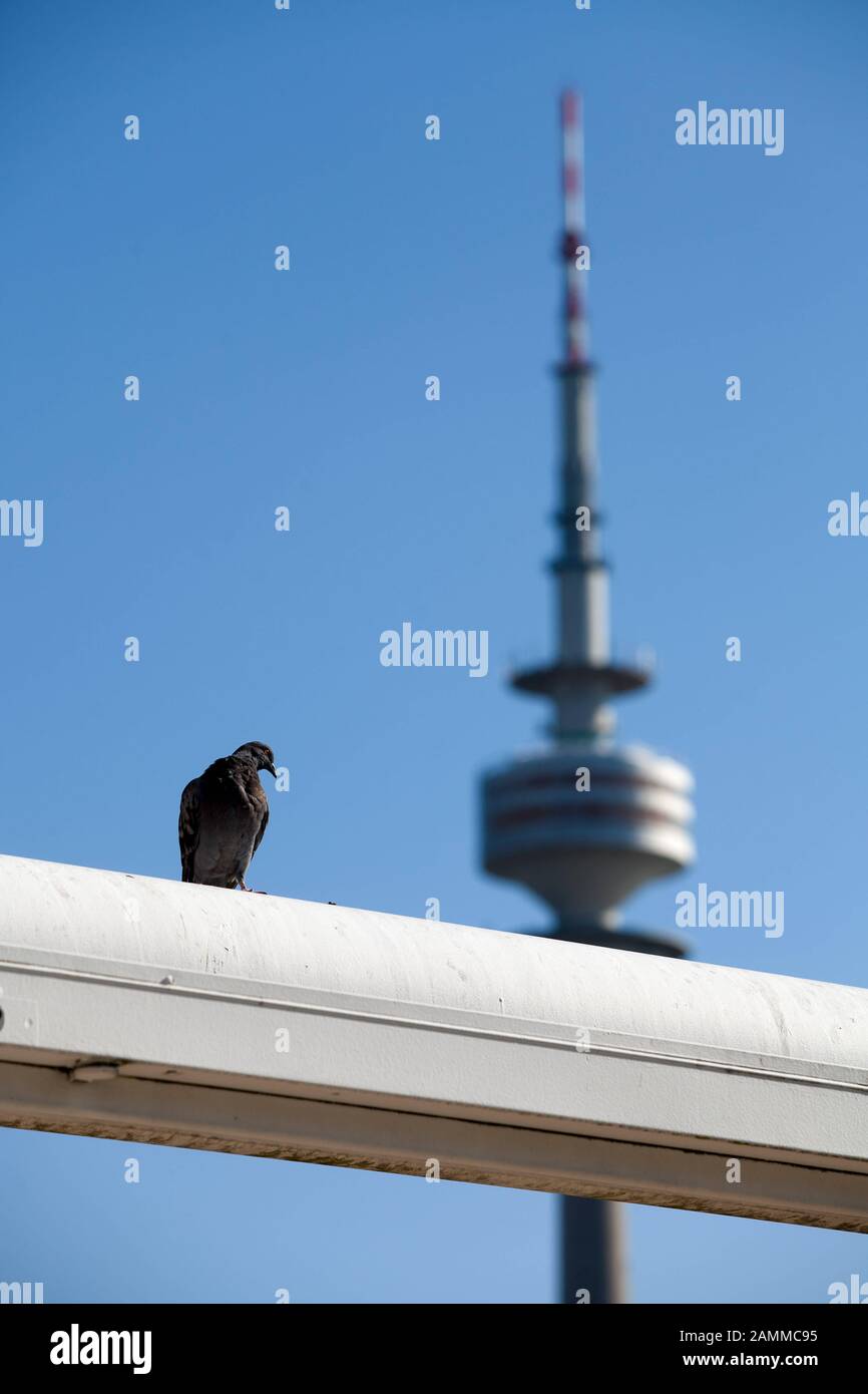 The olympic dove hi-res stock photography and images - Alamy