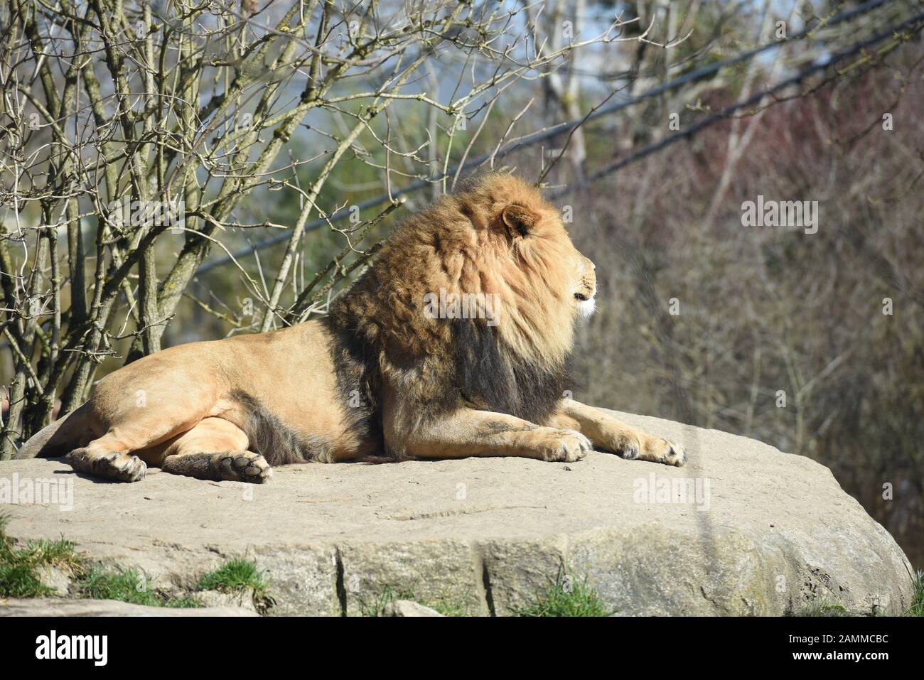 Awakening of the lions hi-res stock photography and images - Alamy