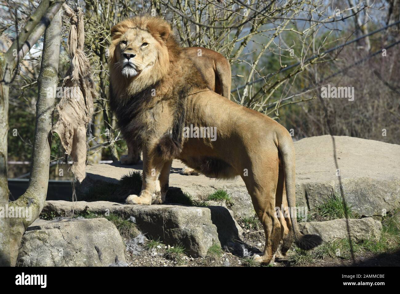 Spring awakening with the lions in the Munich zoo Hellabrunn ...