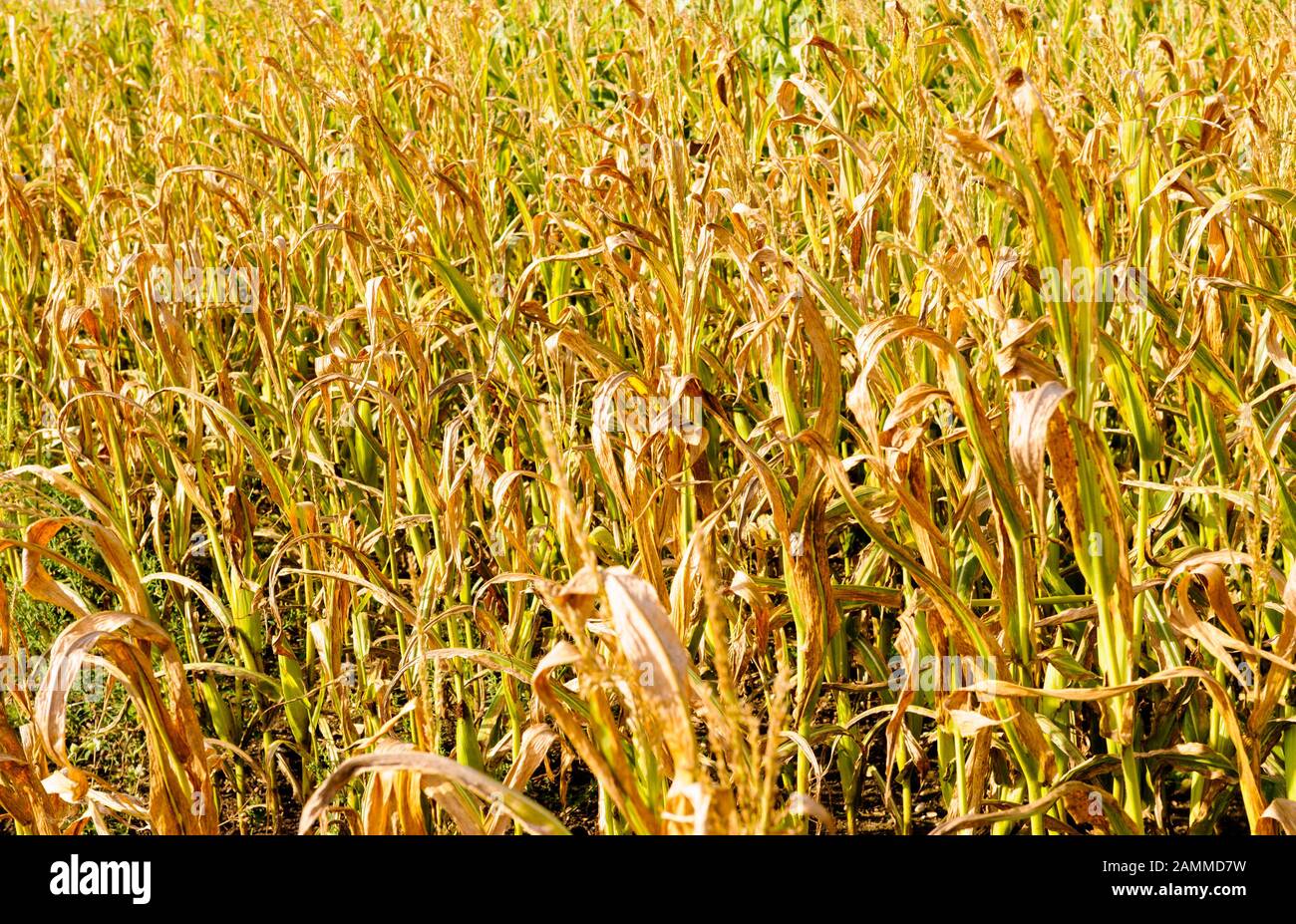 Crops drought field hi-res stock photography and images - Alamy