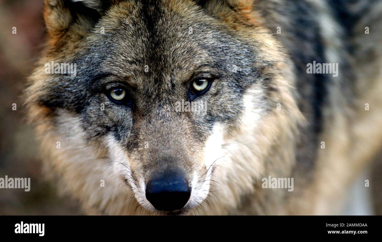 Wolf in the open-air animal park of the National Park Centre ...