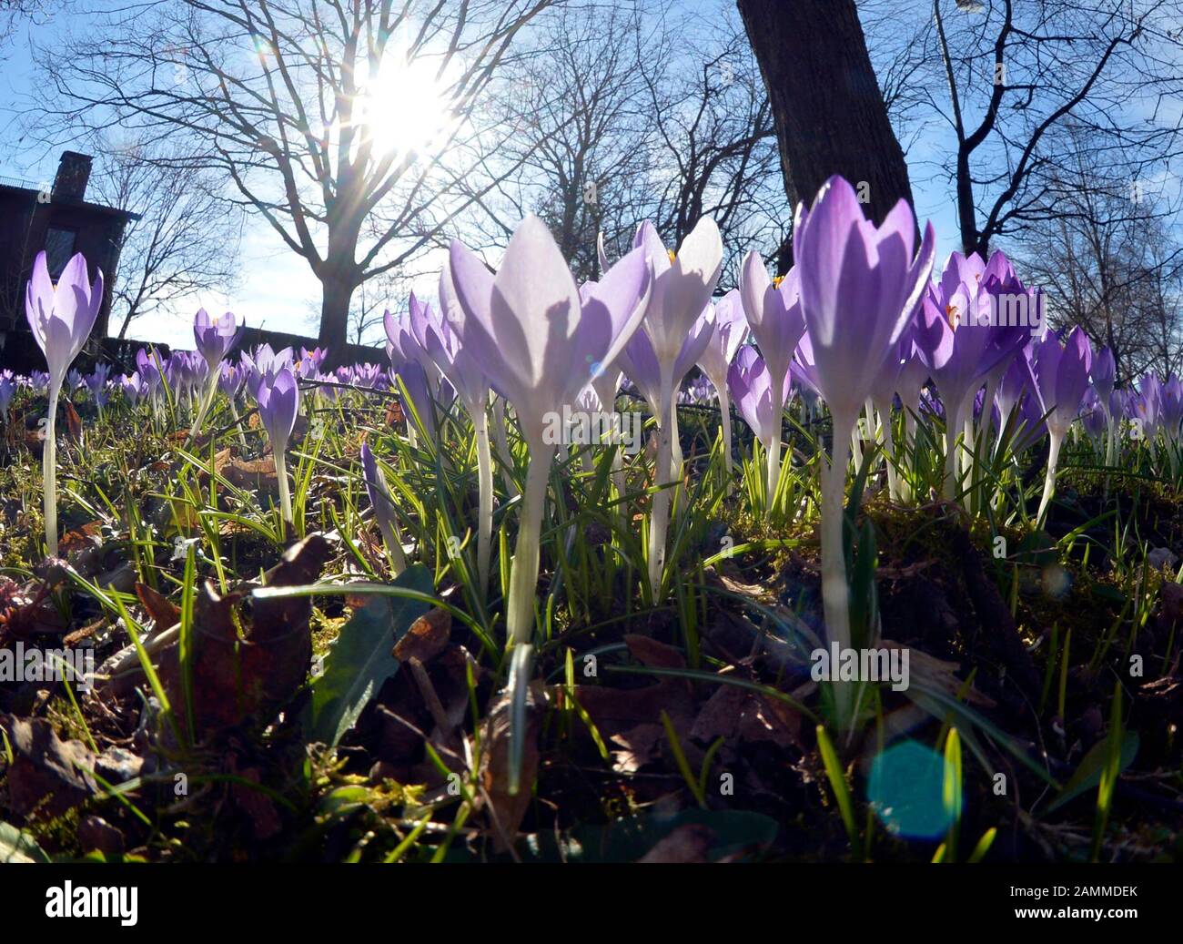 Blue crocuses on a meadow in Taufkirchen. [automated translation] Stock ...