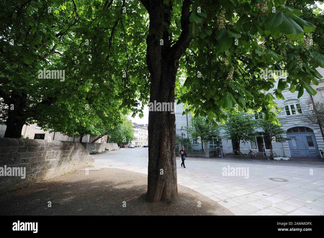 Chestnut trees in front of the parish church of St. Anna at St.Anna ...