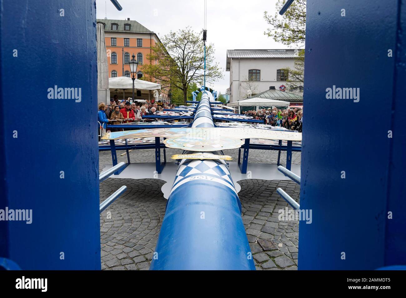 Maypole festival at Munich's Viktualienmarkt: the new tree is erected ...