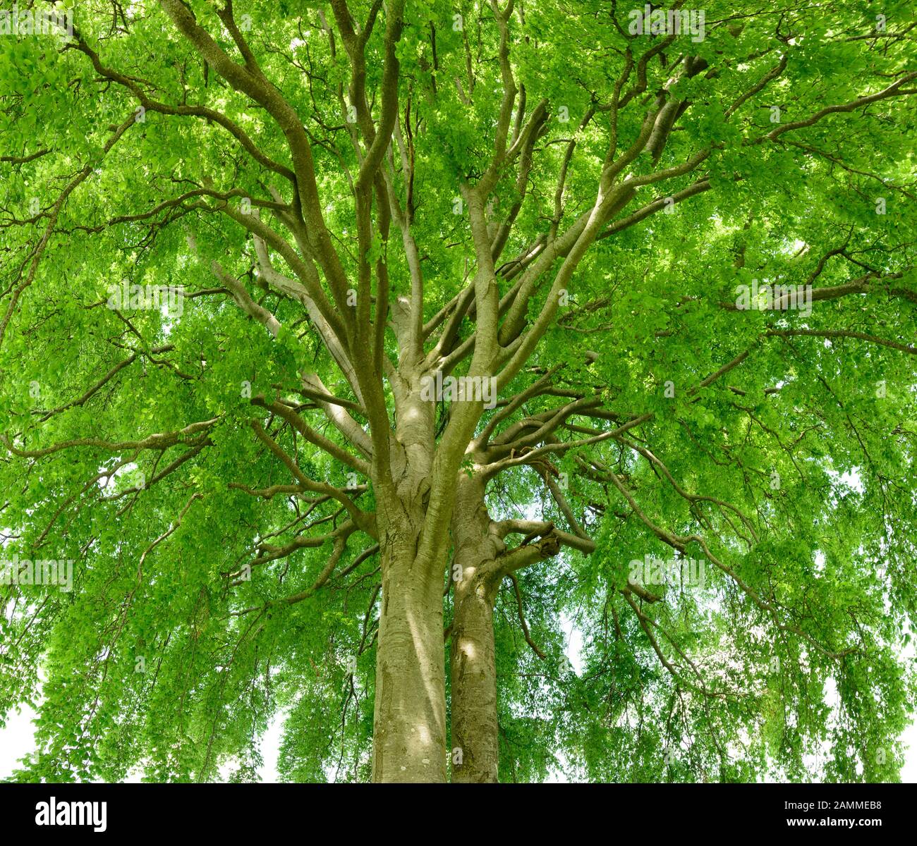 Tree crown of a big old beech [automated translation] Stock Photo - Alamy