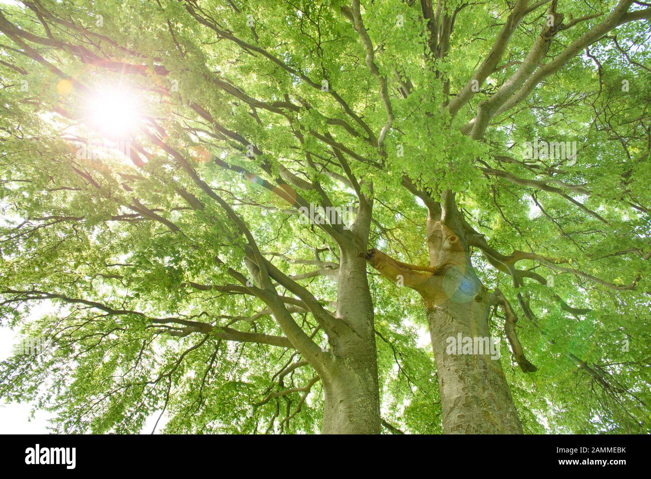 Crown of a lime tree in backlight [automated translation] Stock Photo ...