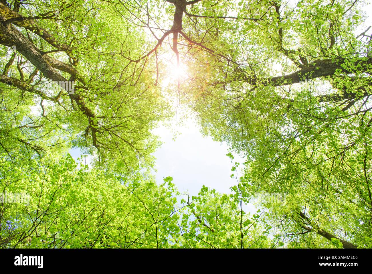 Crown of a lime tree in backlight [automated translation] Stock Photo ...
