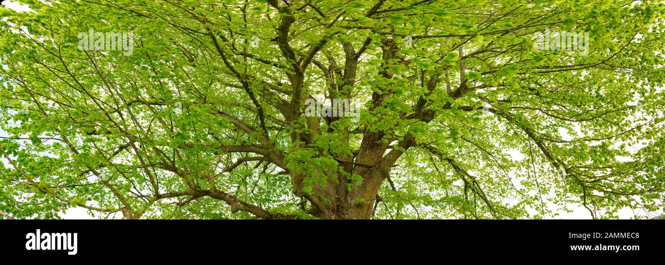 Big old lime tree [automated translation] Stock Photo - Alamy