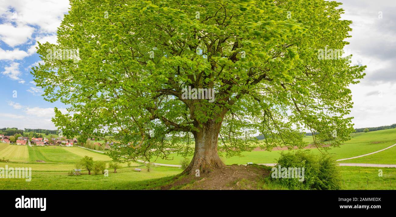 Big old lime tree [automated translation] Stock Photo - Alamy
