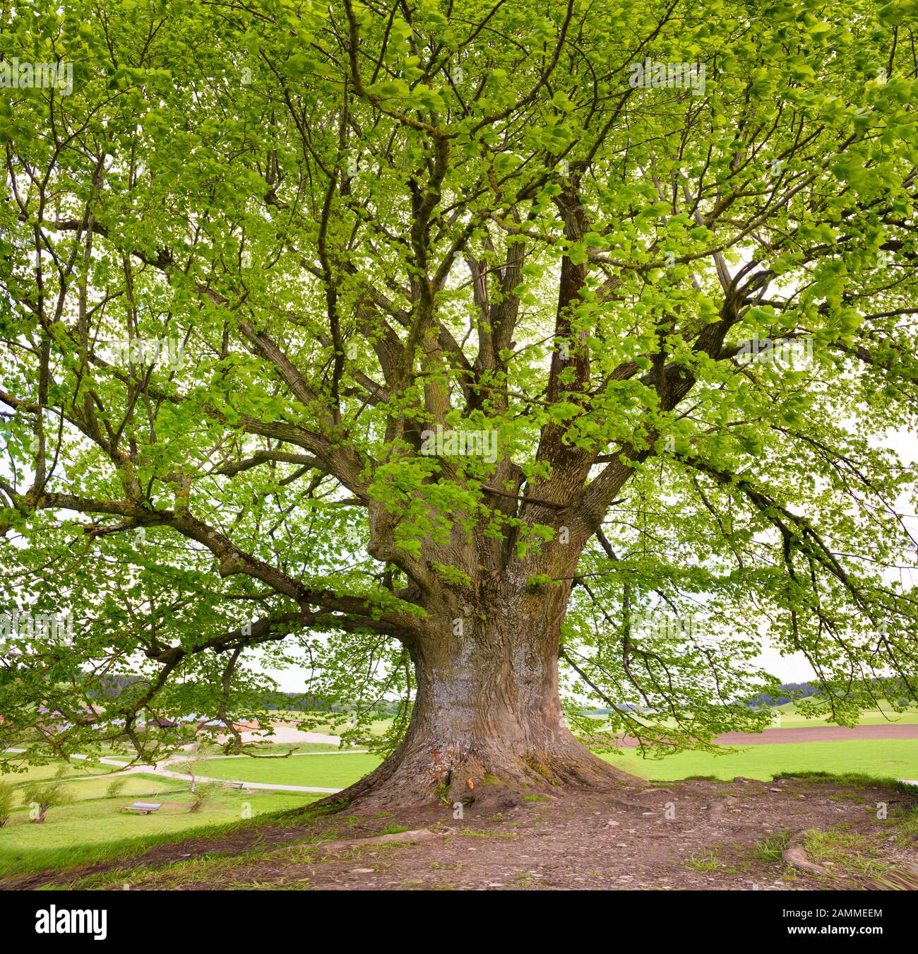 Big old lime tree [automated translation] Stock Photo - Alamy