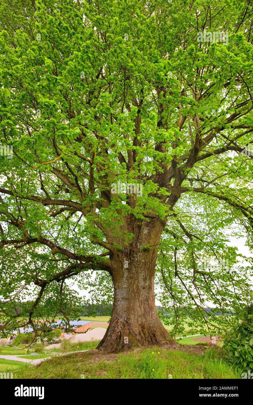 Big old lime tree [automated translation] Stock Photo - Alamy