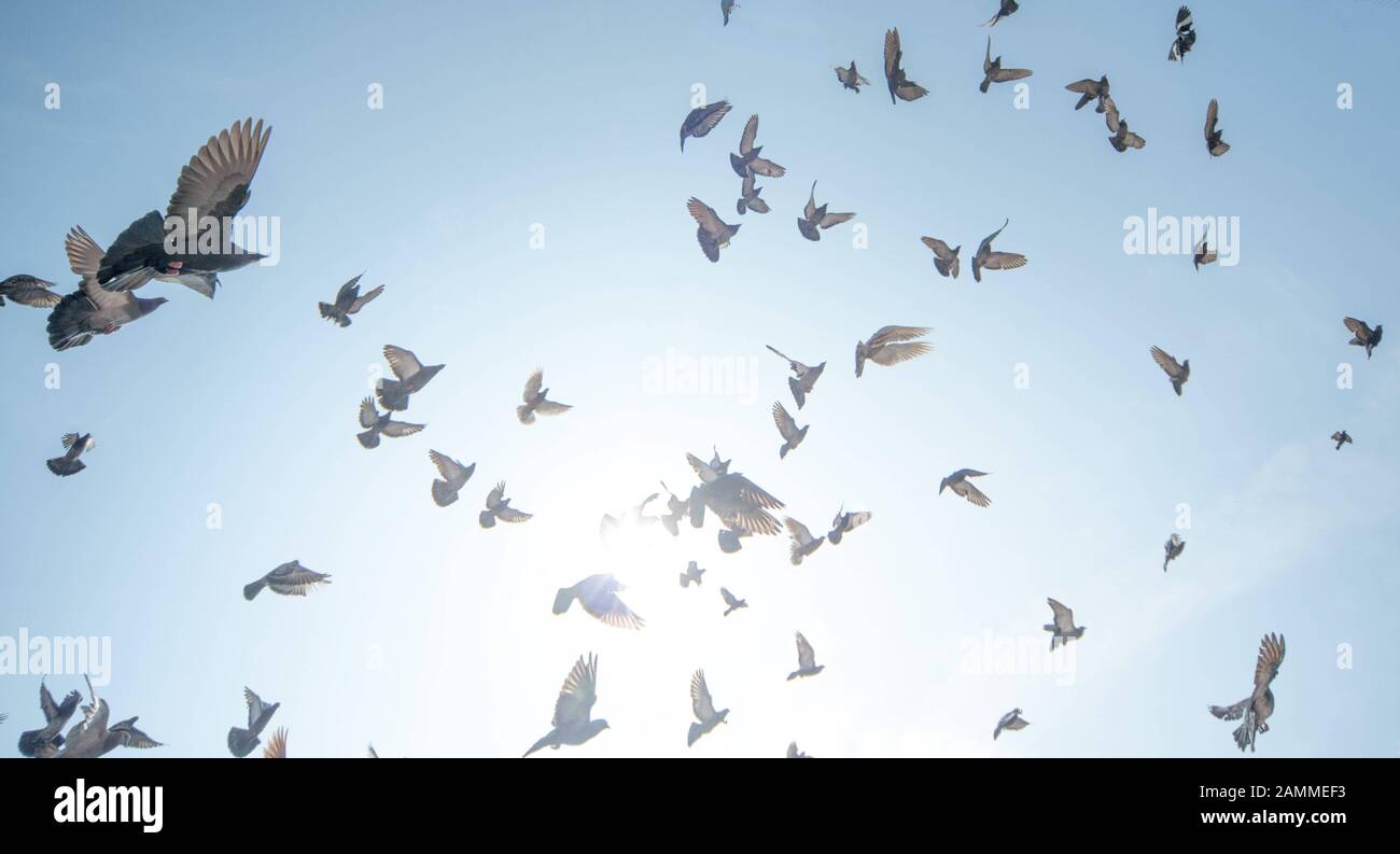A flock of doves during the approach to a dovecote at Munich Central ...