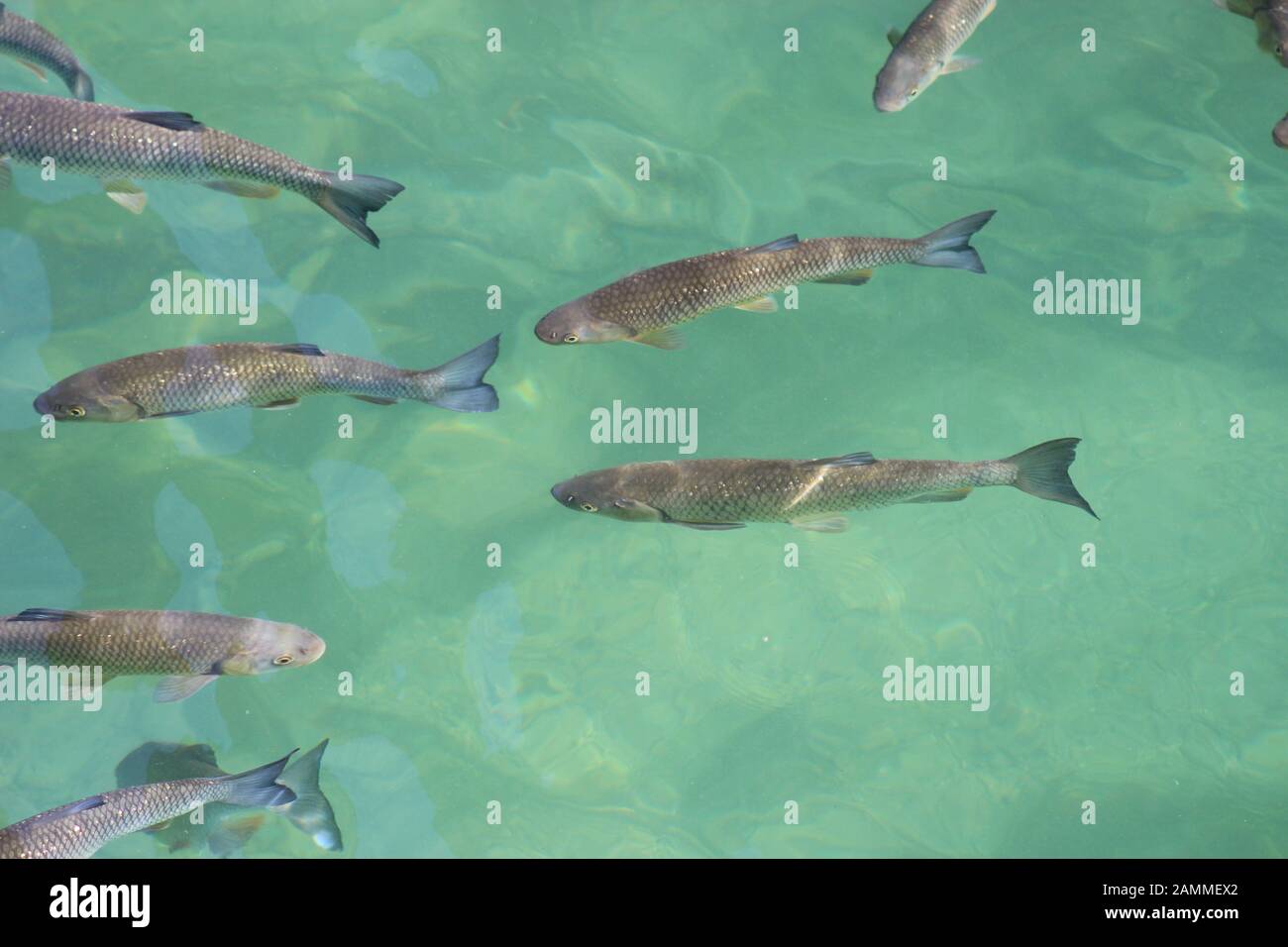 Fish in Rhine river Stock Photo - Alamy