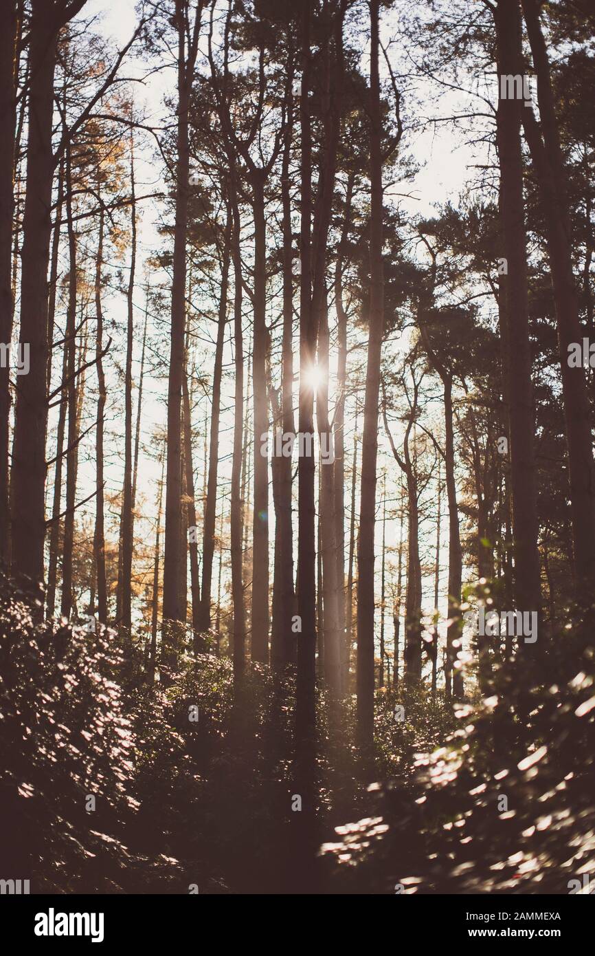 Winter sun shining through the trees in the forest at Rushmere Country ...