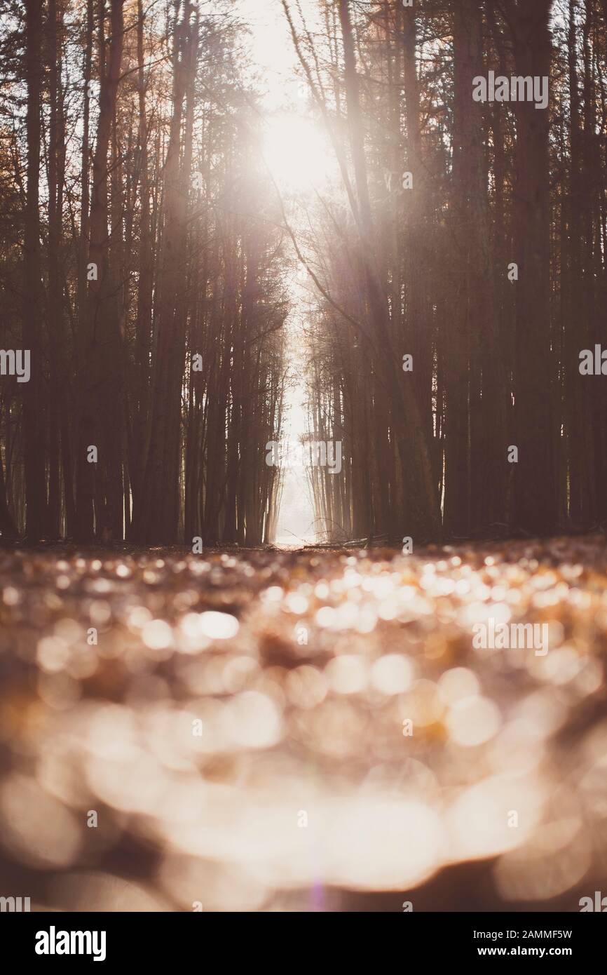 Shining through tall trees hi-res stock photography and images - Alamy